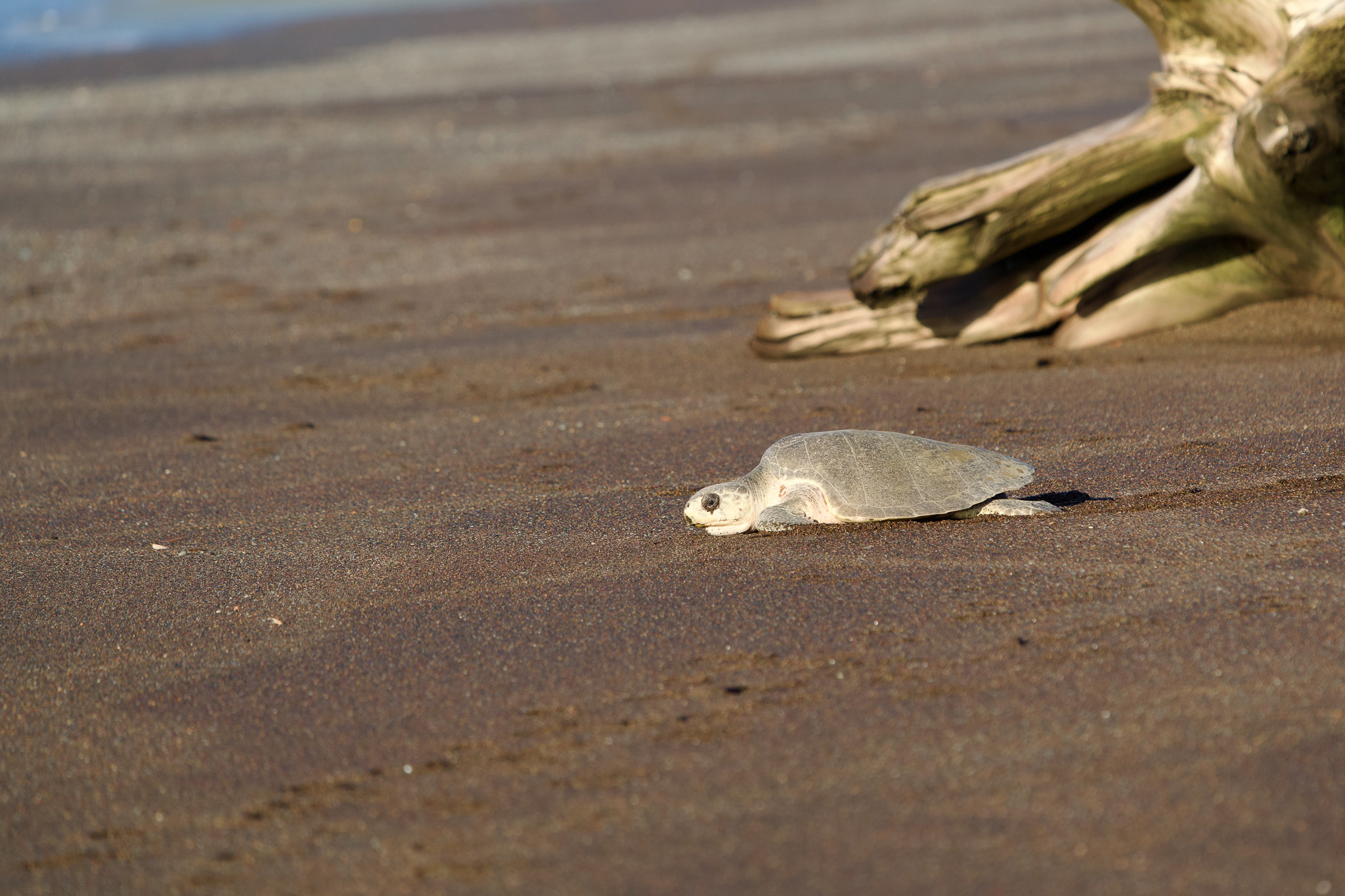 Surf Lessons, Surfboard Rentals and more in Playa Sámara